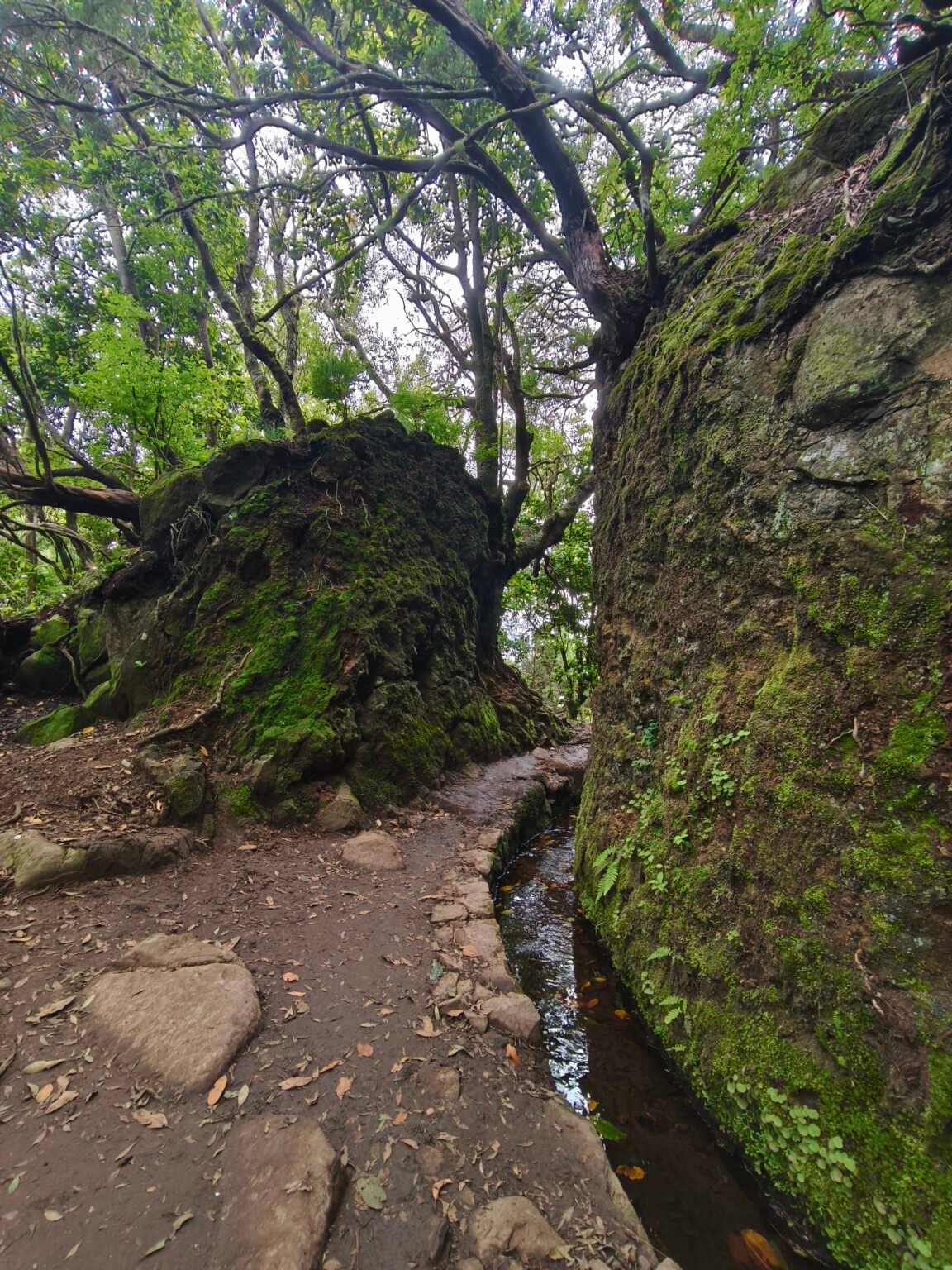 Melhores Excursões e Atividades na Madeira - Reserve Online